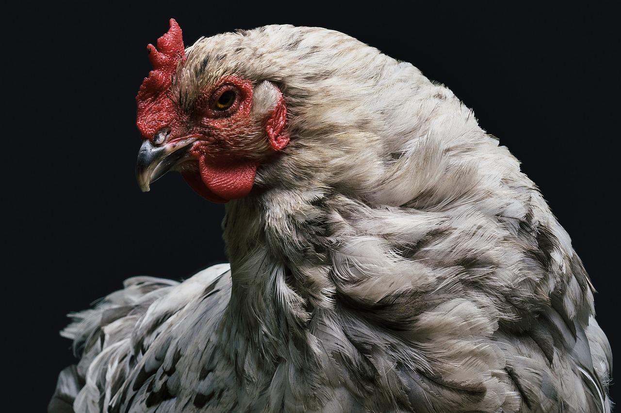 Elevage Poules - Conseils pratiques pour démarrer et maintenir son ...