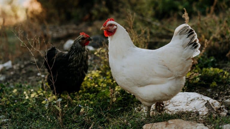 Toutes les informations sur la poule Azur