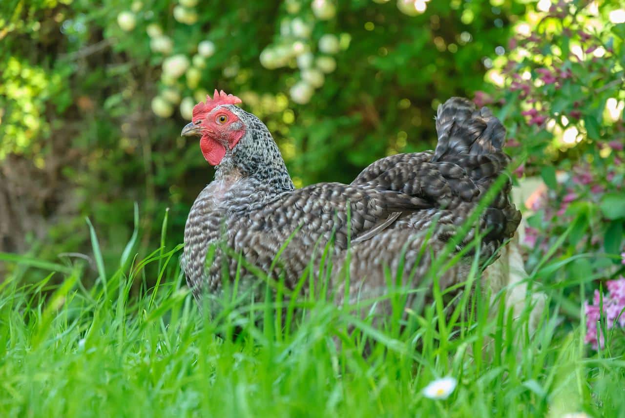 Races de poules- Poules Elevage