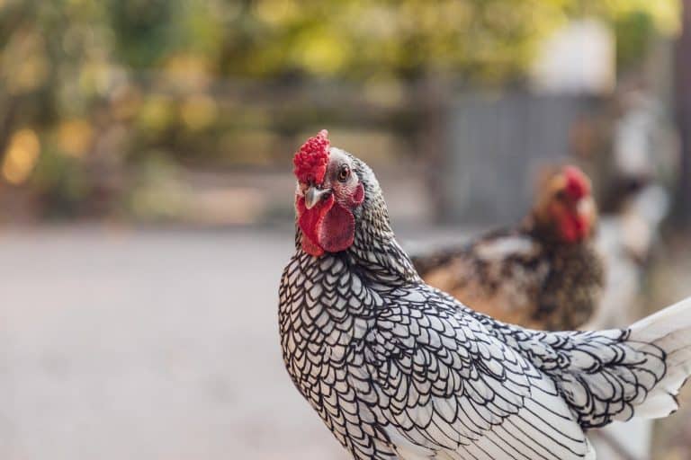Races de poules- Poules Elevage