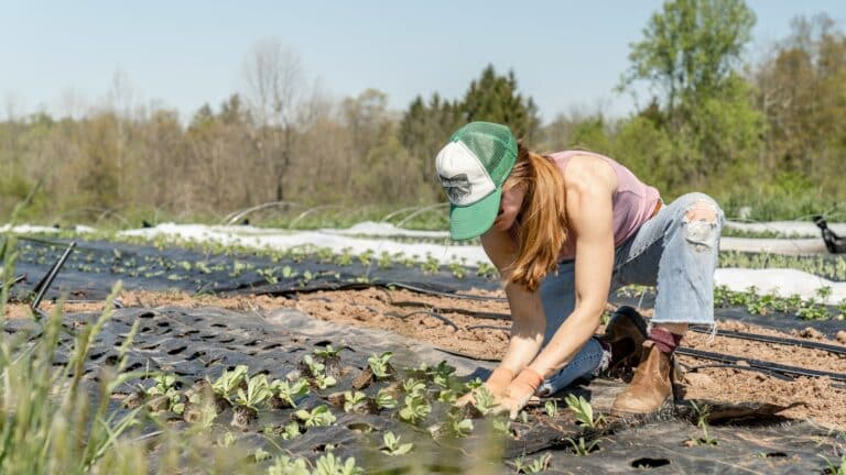 Rotation des cultures : clé d'une agriculture durable réussie